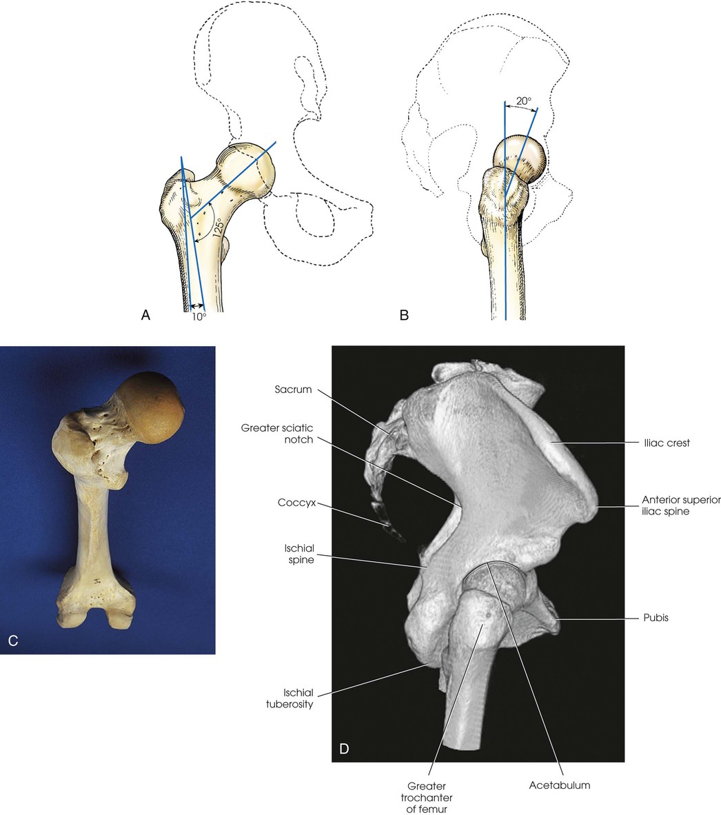 Merrill's Atlas of Radiographic Positioning & Procedures