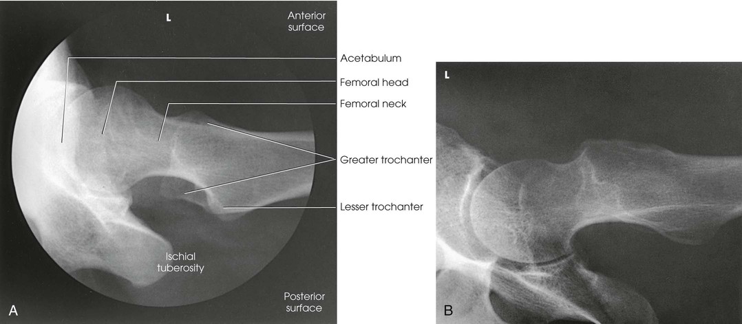 Merrill's Atlas of Radiographic Positioning & Procedures