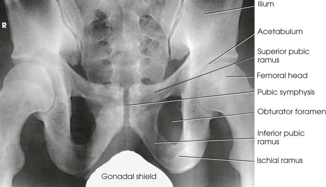 Merrill's Atlas of Radiographic Positioning & Procedures