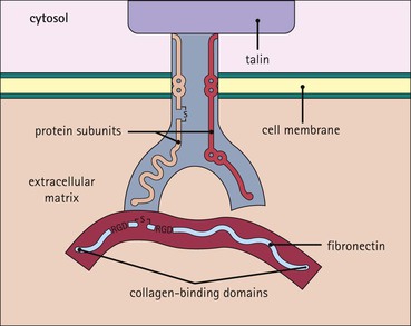 Support Cells and the Extracellular Matrix
