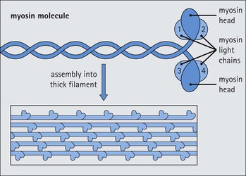 Contractile Cells