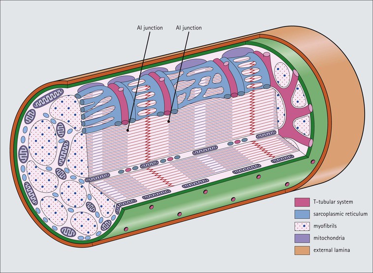 Contractile Cells