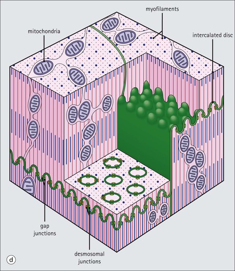 Contractile Cells