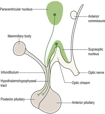 Hypothalamus, limbic system and olfactory system