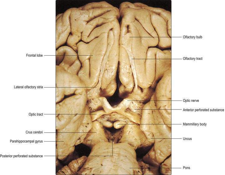 Hypothalamus, limbic system and olfactory system