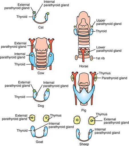 Laboratory Manual for Clinical Anatomy and Physiology for Veterinary ...