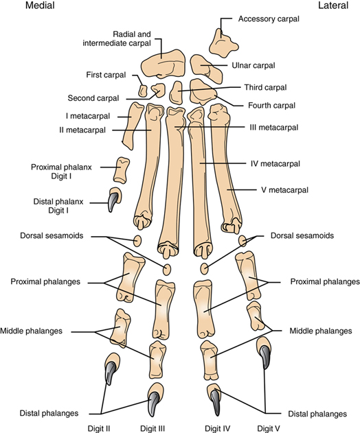 Laboratory Manual for Clinical Anatomy and Physiology for Veterinary ...
