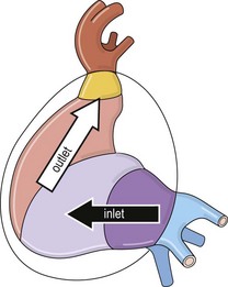 Fetal Heart Ultrasound: How, Why and When