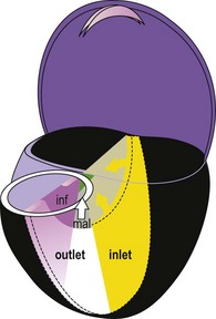 Fetal Heart Ultrasound: How, Why and When