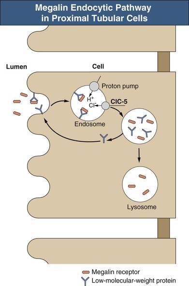 Comprehensive Clinical Nephrology