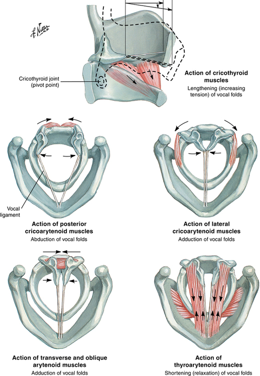NETTER’S Atlas of ANATOMY for SPEECH, SWALLOWING, and HEARING