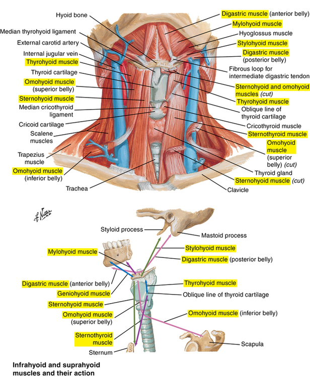 NETTER’S Atlas of ANATOMY for SPEECH, SWALLOWING, and HEARING