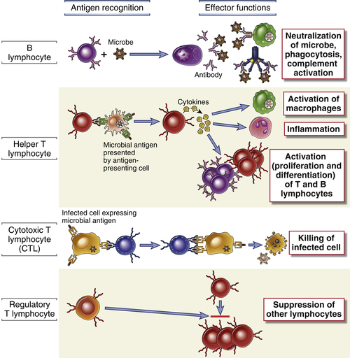Cellular and Molecular Immunology