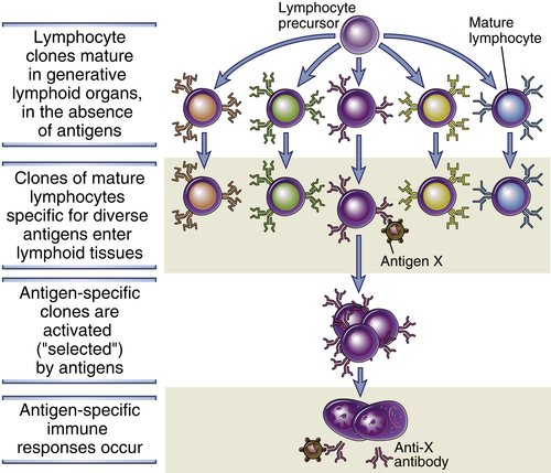 Cellular and Molecular Immunology