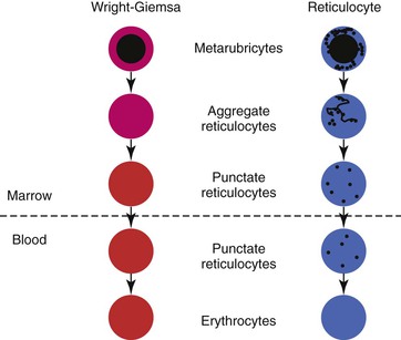 Hematopoiesis