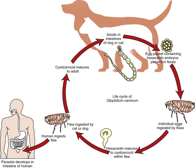 Cestodes, Trematodes, and Acanthocephalans