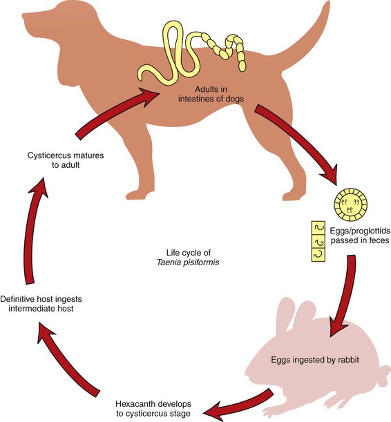 Cestodes, Trematodes, and Acanthocephalans