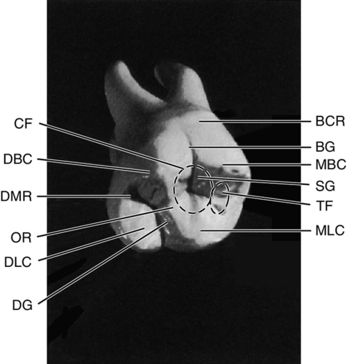 Wheeler’S Dental Anatomy, Physiology, and Occlusion