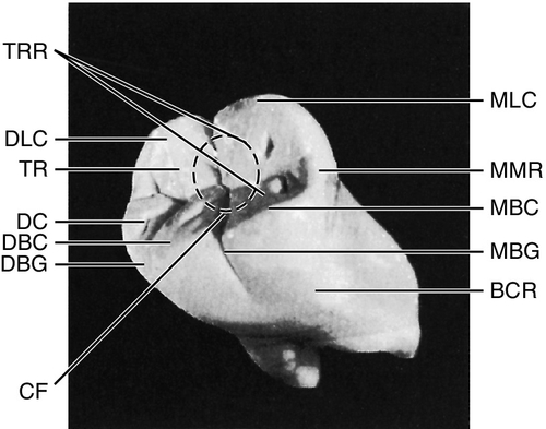Wheeler’S Dental Anatomy, Physiology, and Occlusion