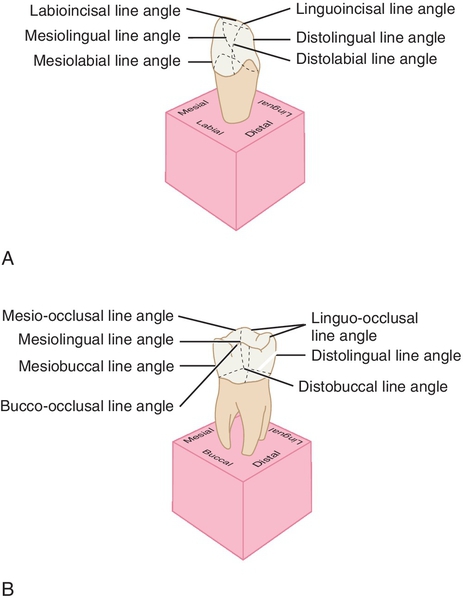 Wheeler’S Dental Anatomy, Physiology, and Occlusion