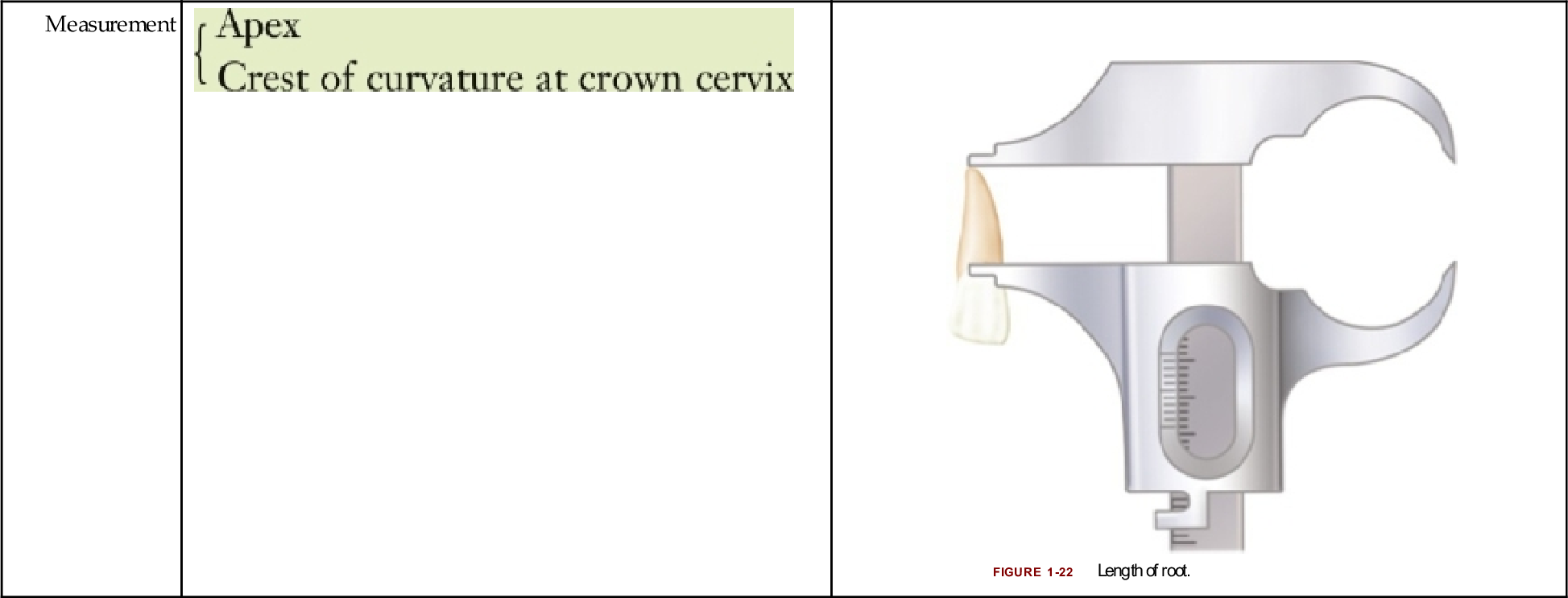 Wheeler’S Dental Anatomy, Physiology, and Occlusion