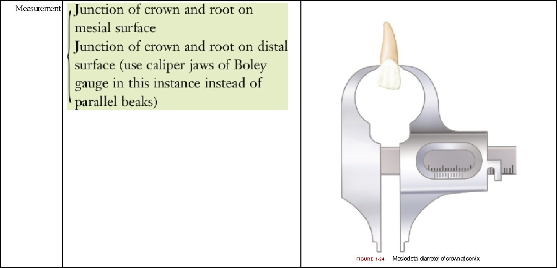 Wheeler’S Dental Anatomy, Physiology, and Occlusion