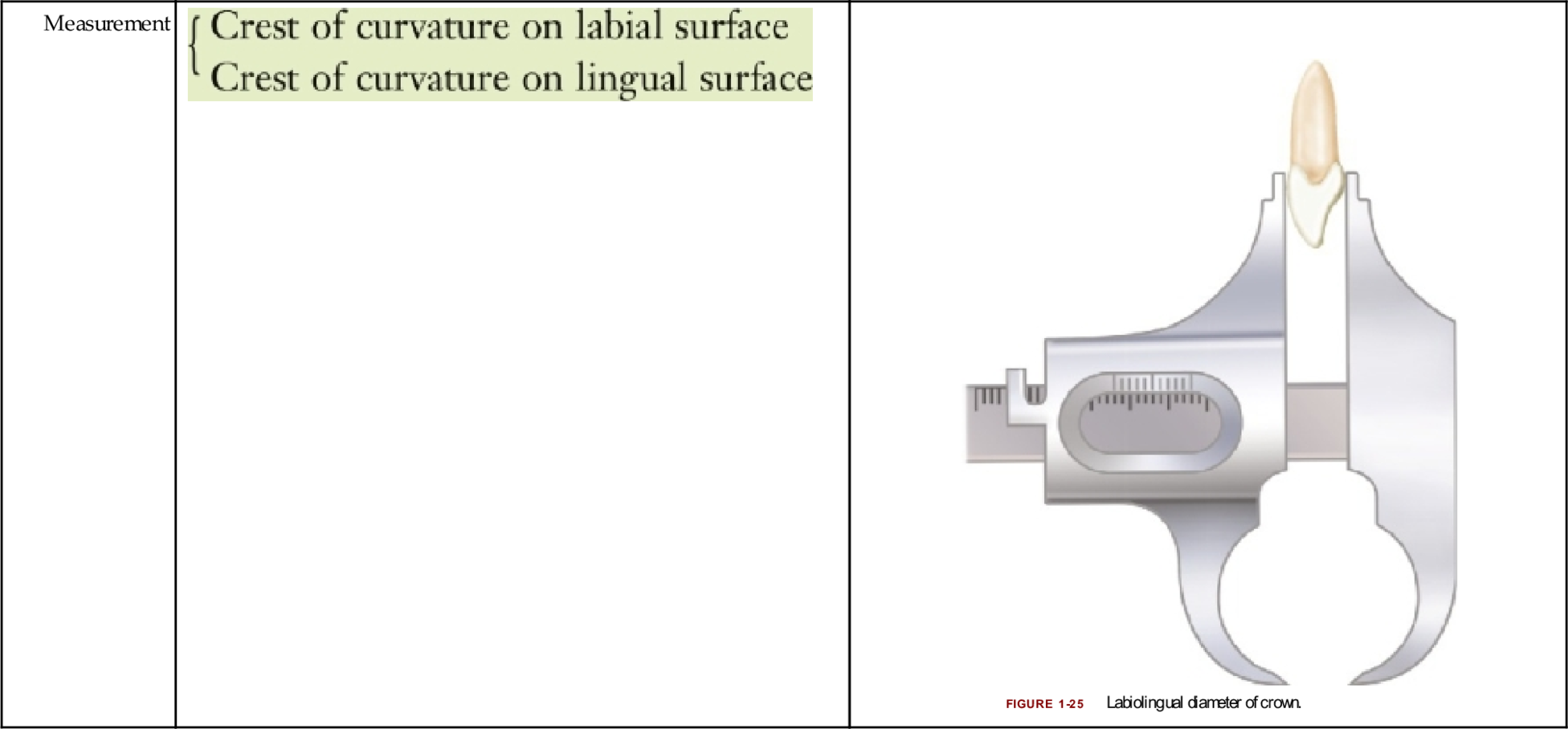 Wheeler’S Dental Anatomy, Physiology, and Occlusion