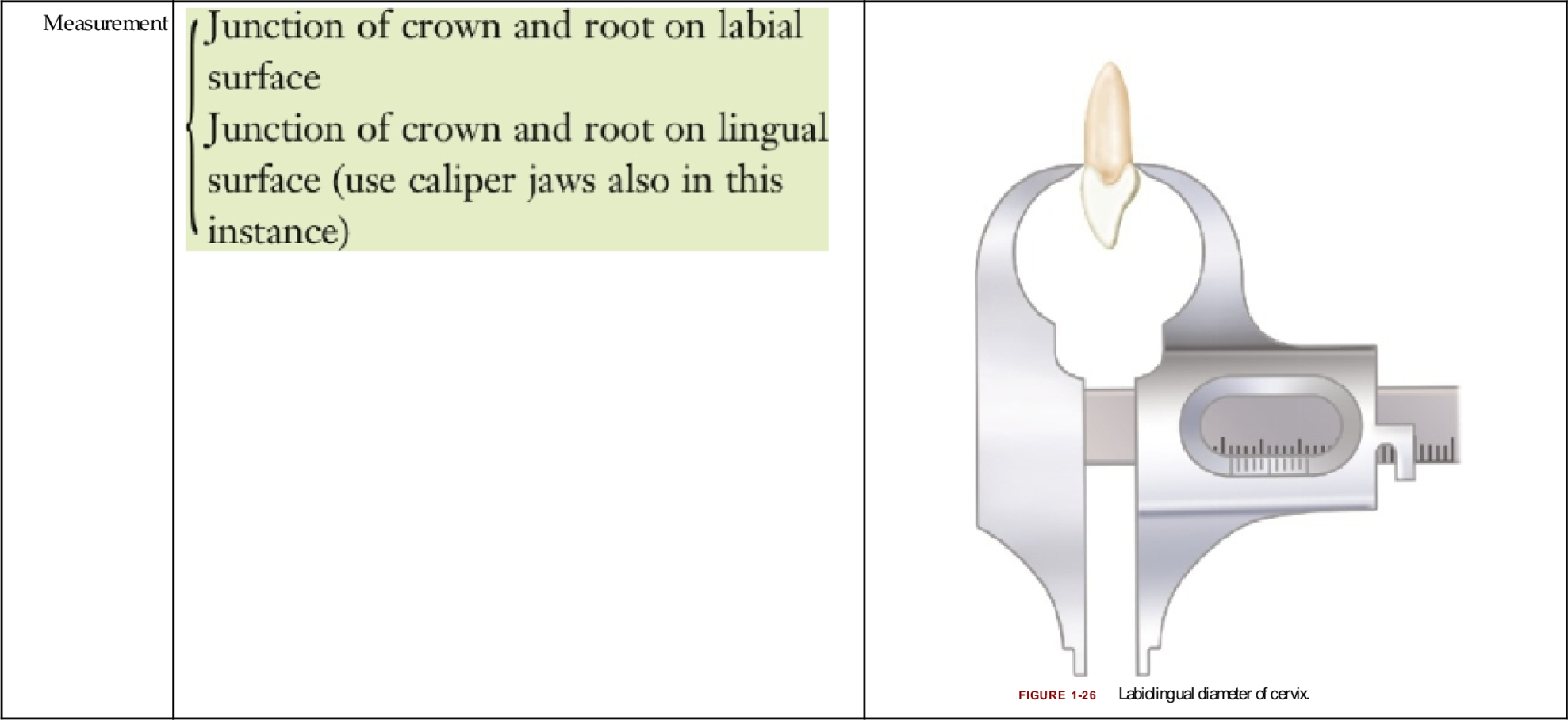 Wheeler’S Dental Anatomy, Physiology, and Occlusion
