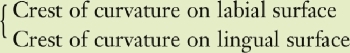 Wheeler’S Dental Anatomy, Physiology, and Occlusion
