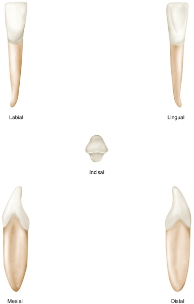Wheeler’S Dental Anatomy, Physiology, and Occlusion