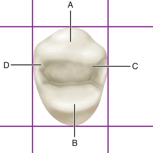 Wheeler’S Dental Anatomy, Physiology, and Occlusion