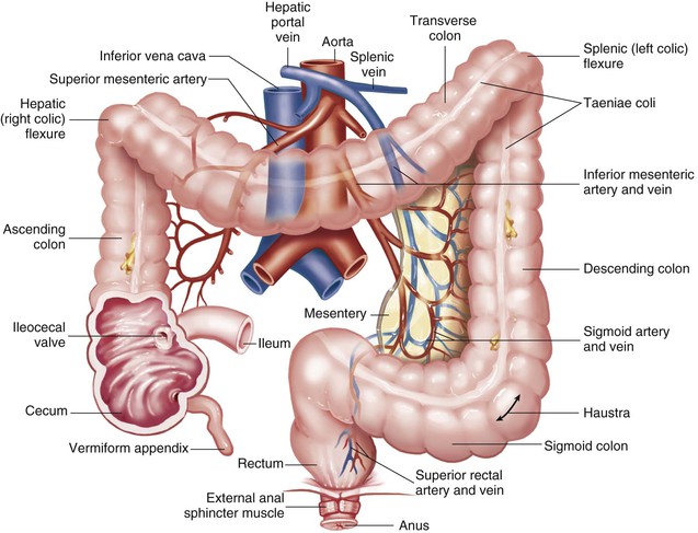 Care of the Patient With a Gastrointestinal Disorder