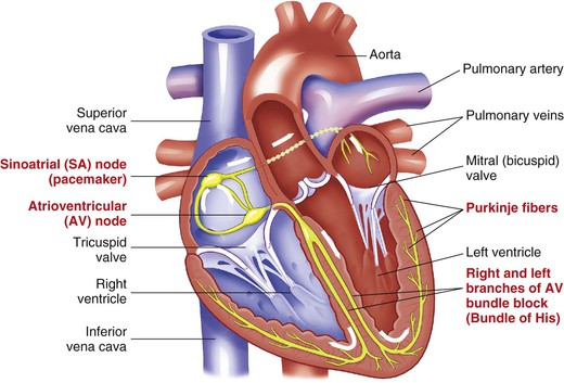 Care of the Patient With a Cardiovascular or a Peripheral Vascular Disorder
