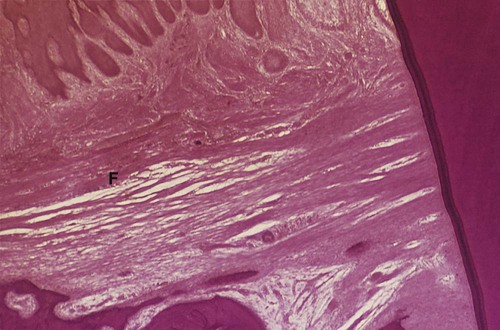 Carranza's Clinical Periodontology