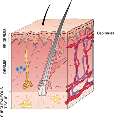 Phlebotomy Worktext and Procedures Manual