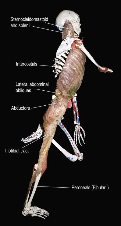 Anatomy® Trains: Myofascial Meridians for Manual and Movement Therapists