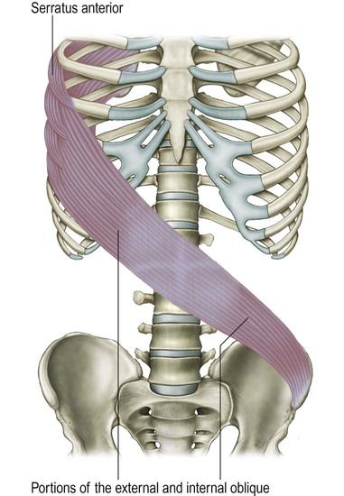 Anatomy® Trains: Myofascial Meridians for Manual and Movement Therapists