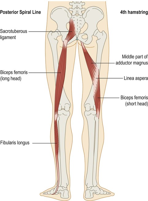 Anatomy® Trains: Myofascial Meridians for Manual and Movement Therapists