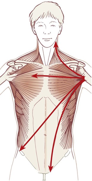 Anatomy® Trains: Myofascial Meridians for Manual and Movement Therapists