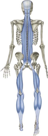 Anatomy® Trains: Myofascial Meridians for Manual and Movement Therapists