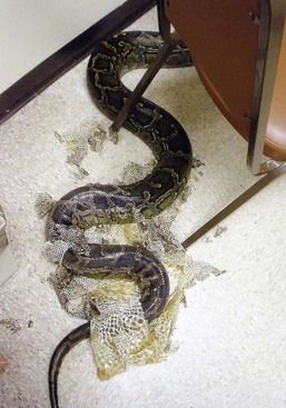 Clinical Veterinary Advisor: Birds and Exotic Pets