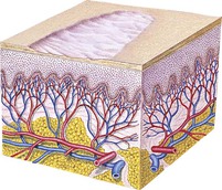 Care of the Patient With an Integumentary Disorder
