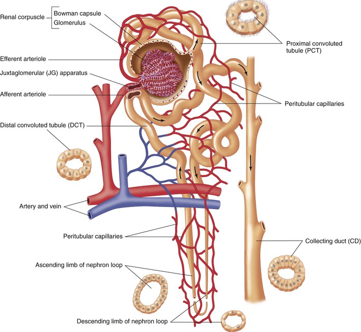 Care of the Patient With a Urinary Disorder