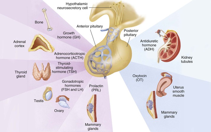 Care of the Patient With an Endocrine Disorder