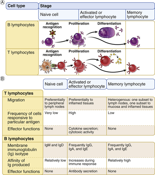 Basic Immunology