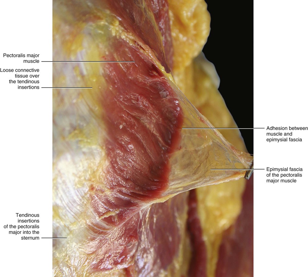 Functional Atlas of the Human Fascial System