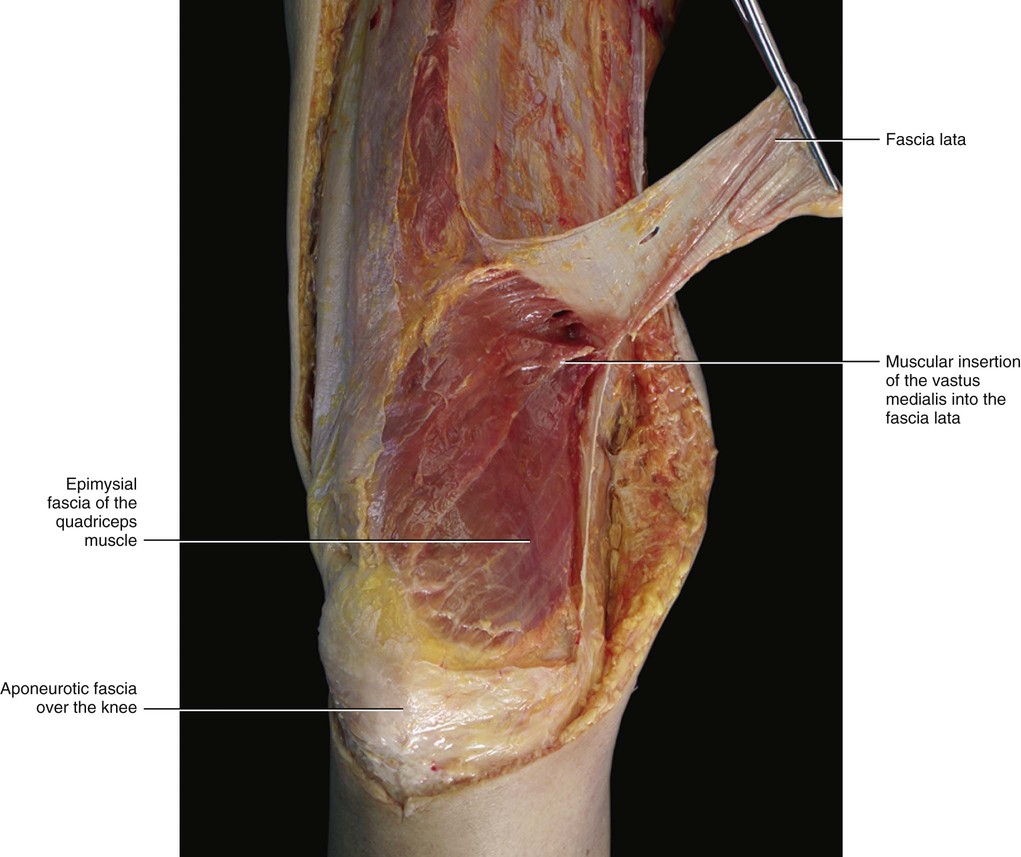 Functional Atlas of the Human Fascial System