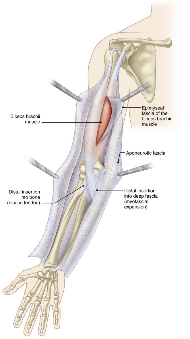 Functional Atlas of the Human Fascial System
