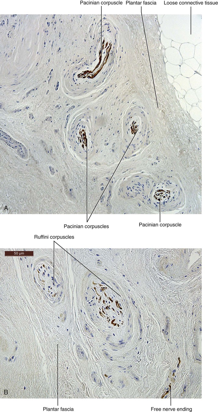 Functional Atlas of the Human Fascial System