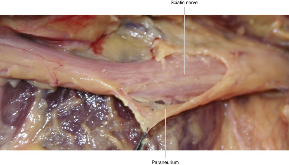 Functional Atlas of the Human Fascial System
